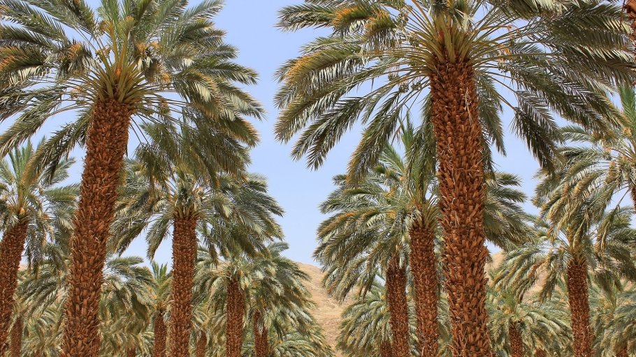 10 Life Lessons from Trees | Aish