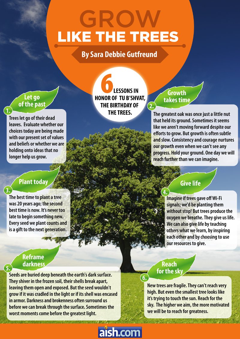 Grow like the Trees | Aish