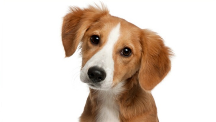 Does God Love Dogs? | Aish
