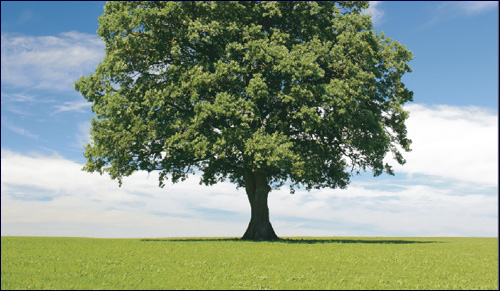 Grow like the Trees | Aish