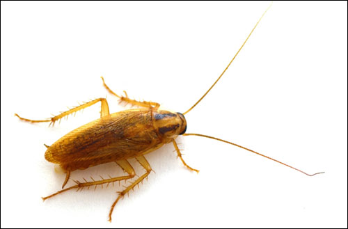 Charlie Roach | Aish