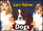 Learn Hebrew: Dogs | Aish