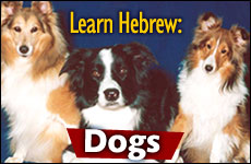 Learn Hebrew: Dogs | Aish