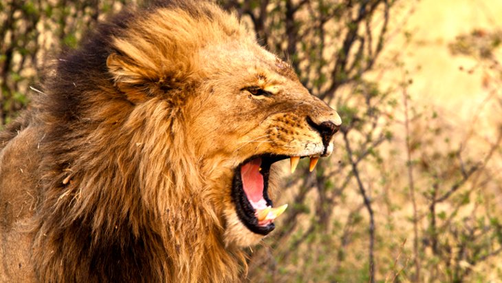 The Song of the Lion | Aish