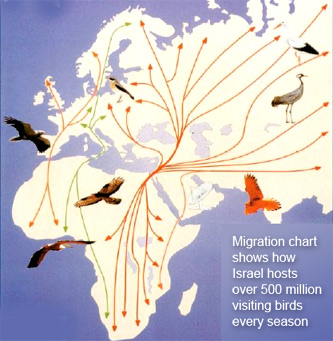 Learn Hebrew: Migrating Birds | Aish