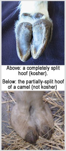 What is Kosher Food? | Aish