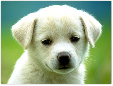 Learn Hebrew: Dogs | Aish