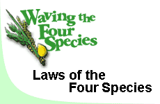 Waving the Four Species | Aish.com