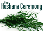 The Hoshana Ceremony | Aish