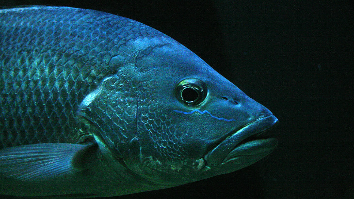 Beware of Fish: Adar | Aish