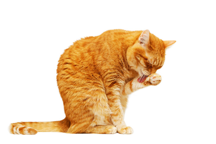 Cats: 8 Jewish Facts | Aish